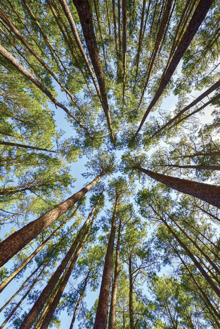 Scotch Land Management Timber Services – Scotch